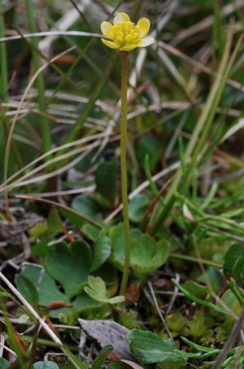 Biologia:vastuulaji – Tieteen termipankki